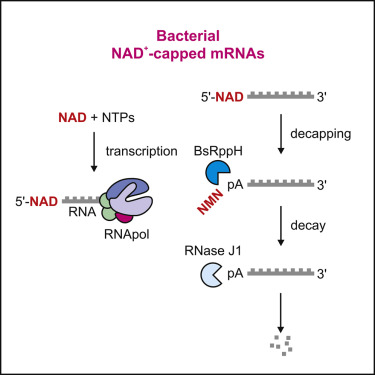 Identification, Biosynthesis, and Decapping of NAD-Capped RNAs in B ...