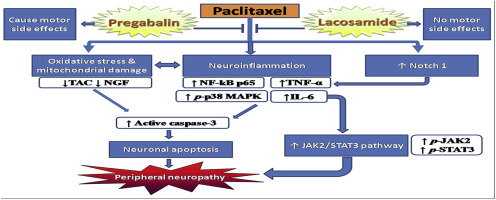 Pregabalin and lacosamide ameliorate paclitaxel-induced peripheral neuropathy via inhibition of ...