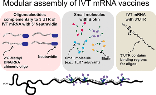 In Vitro Transcribed mRNA Vaccines with Programmable Stimulation of ...
