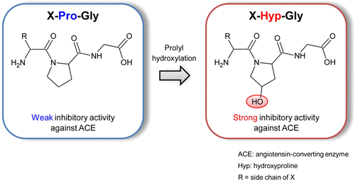 Characterization of Angiotensin-Converting Enzyme Inhibitory Activity of X-Hyp-Gly-Type ...
