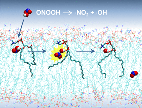 Reactive Oxygen and Nitrogen Species at Phospholipid Bilayers ...