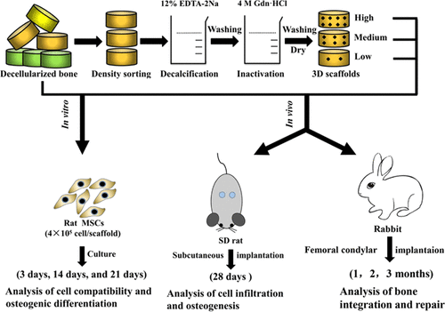Demineralized Bone Scaffolds with Tunable Matrix Stiffness for ...