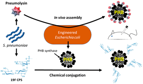 Design and Biological Assembly of Polyester Beads Displaying ...