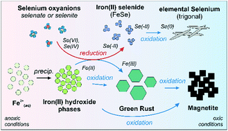 Retention and multiphase transformation of selenium oxyanions during ...