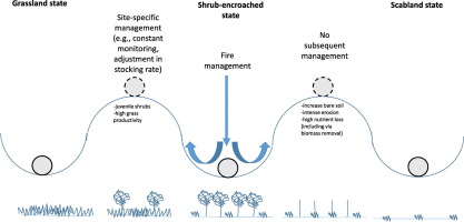 Evaluating the use of fire to control shrub encroachment in global ...