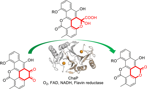 Molecular Basis for the Final Oxidative Rearrangement Steps in ...