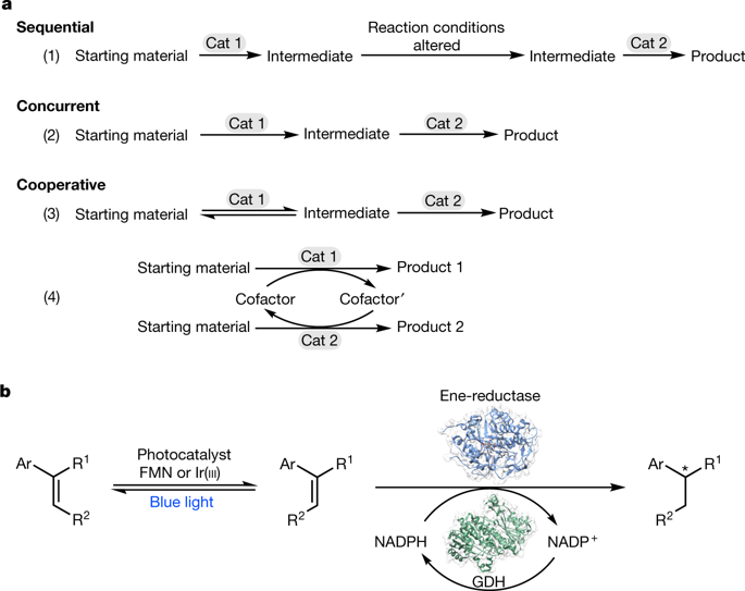 Cooperative asymmetric reactions combining photocatalysis and enzymatic ...