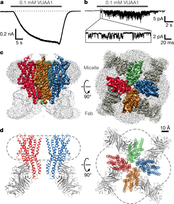 Cryo-EM structure of the insect olfactory receptor Orco,Nature - X-MOL