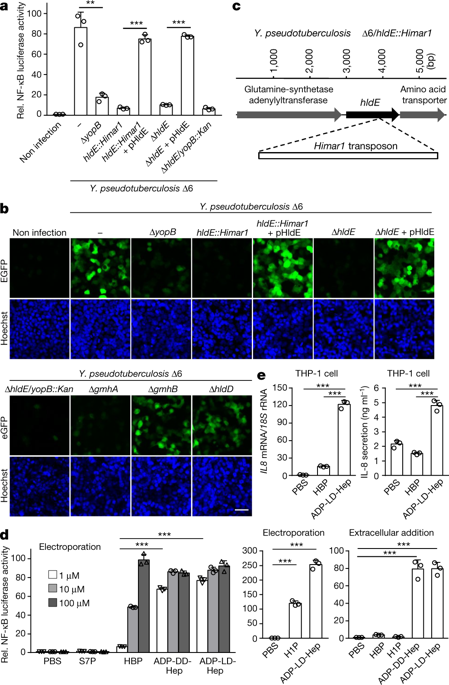 Alpha-kinase 1 is a cytosolic innate immune receptor for bacterial ADP ...
