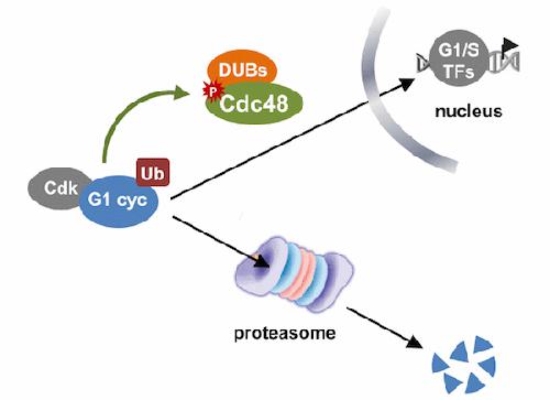 Cdc48 / p97 segregase受细胞周期蛋白依赖性激酶调节，以确定G1进程中细胞周期蛋白的命运,The EMBO Journal ...