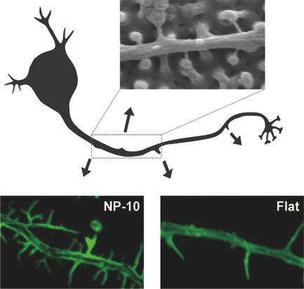 Nanotopography‐Promoted Formation of Axon Collateral Branches of ...