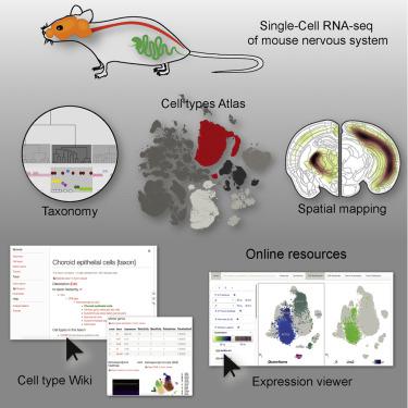 Molecular Architecture of the Mouse Nervous System.,Cell - X-MOL