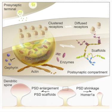 Reconstituted Postsynaptic Density as a Molecular Platform for ...