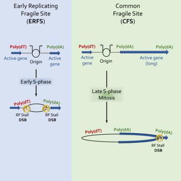 Dual Roles of Poly(dA:dT) Tracts in Replication Initiation and Fork ...