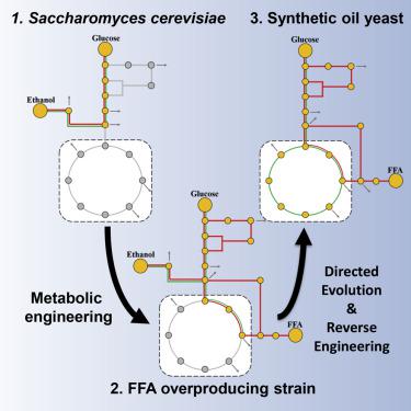 Reprogramming Yeast Metabolism from Alcoholic Fermentation to ...