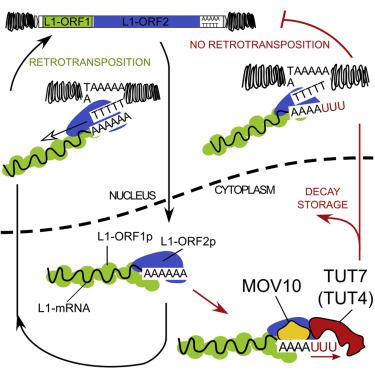 Uridylation by TUT4/7 Restricts Retrotransposition of Human LINE-1s.,Cell - X-MOL