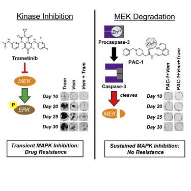 Overcoming Resistance to Targeted Anticancer Therapies through Small ...