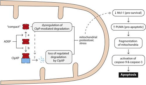 Dysregulating ClpP: From Antibiotics to Anticancer?,Cell Chemical ...