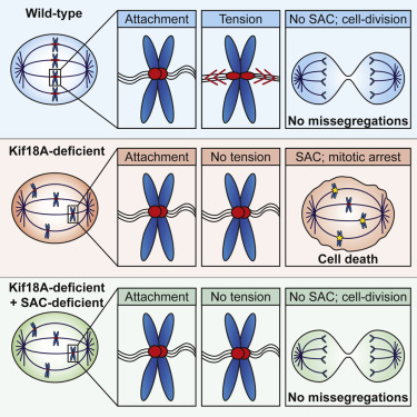 Loss of Kif18A Results in Spindle Assembly Checkpoint Activation at ...