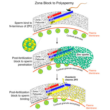 Glycan-Independent Gamete Recognition Triggers Egg Zinc Sparks and ZP2 ...