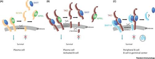 Shedding of BAFF/APRIL Receptors Controls B Cells,Trends in Immunology ...