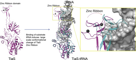 Structure of tRNA-Modifying Enzyme TiaS and Motions of Its Substrate ...