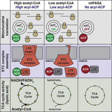 ACP酰化作用是电子运输链组装所需的乙酰辅酶A依赖性修饰。,Molecular Cell - X-MOL