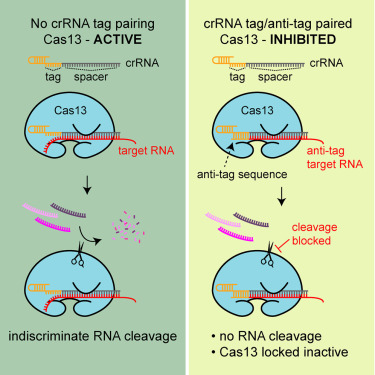 RNA Guide Complementarity Prevents Self-Targeting in Type VI CRISPR ...