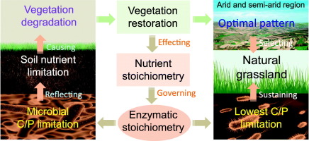 Natural grassland as the optimal pattern of vegetation restoration in ...