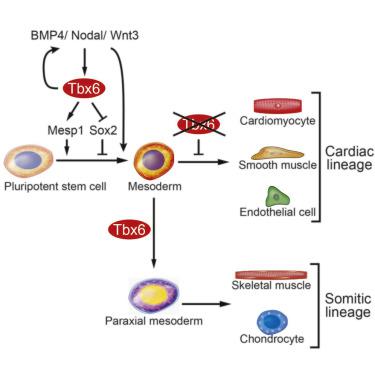 Tbx6 Induces Nascent Mesoderm from Pluripotent Stem Cells and ...