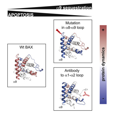 Bax的合奏特性决定其功能。,Structure - X-MOL
