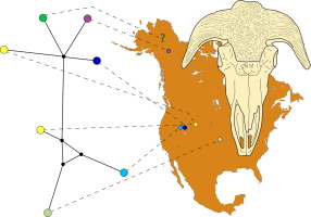 Molecular resolution to a morphological controversy: The case of North ...