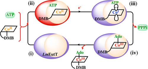 Spectroscopic Study of the EutT Adenosyltransferase from Listeria ...