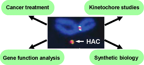 Human Artificial Chromosome with Regulated Centromere: A Tool for ...
