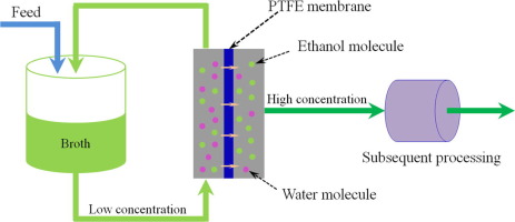 Bioethanol production in vacuum membrane distillation bioreactor by ...