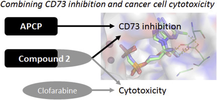 CD73 inhibition by purine cytotoxic nucleoside analogue-based ...