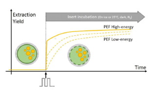 Incubation time after pulsed electric field treatment of microalgae ...
