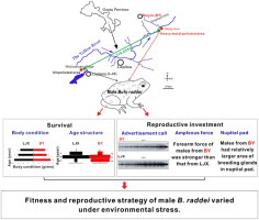 Variation of fitness and reproductive strategy in male Bufo raddei ...