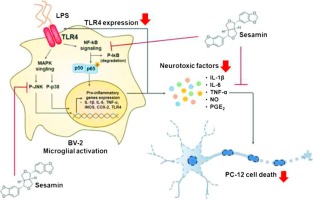 Sesamin suppresses LPS-induced microglial activation via regulation of TLR4 expression,Journal ...