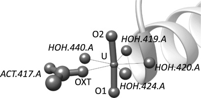 Structural features of uranium-protein complexes,Journal of Inorganic ...