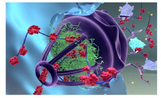Nuclear export of mRNA molecules studied by SPEED microscopy,Methods ...