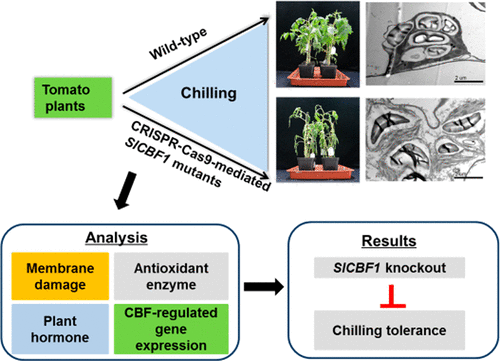 Reduction of Tomato-Plant Chilling Tolerance by CRISPR–Cas9-Mediated ...