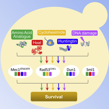 Essential Function of Mec1, the Budding Yeast ATM/ATR Checkpoint-Response Kinase, in Protein ...