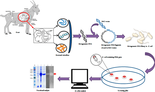 Metagenomic Mining and Functional Characterization of a Novel KG51 ...