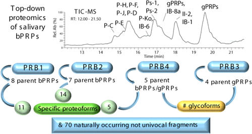 Extensive Characterization of the Human Salivary Basic Proline-Rich ...