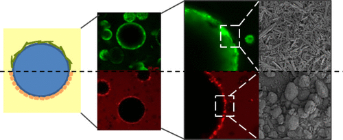 Water-In-Oil Pickering Emulsions Stabilized by Water-Insoluble ...