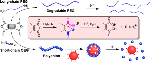 Facile Synthesis of a Degradable Poly(ethylene glycol) Platform with ...