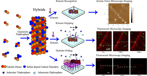 Biological Self-Assembly and Recognition Used to Synthesize and Surface ...