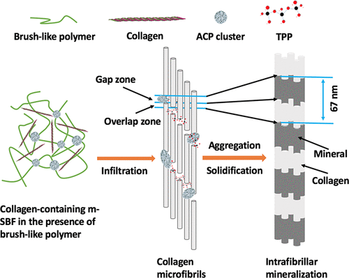 Enhanced Intrafibrillar Mineralization of Collagen Fibrils Induced by ...