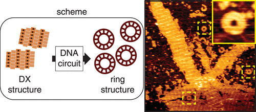 Kinetic Trans-Assembly of DNA Nanostructures,ACS Nano - X-MOL
